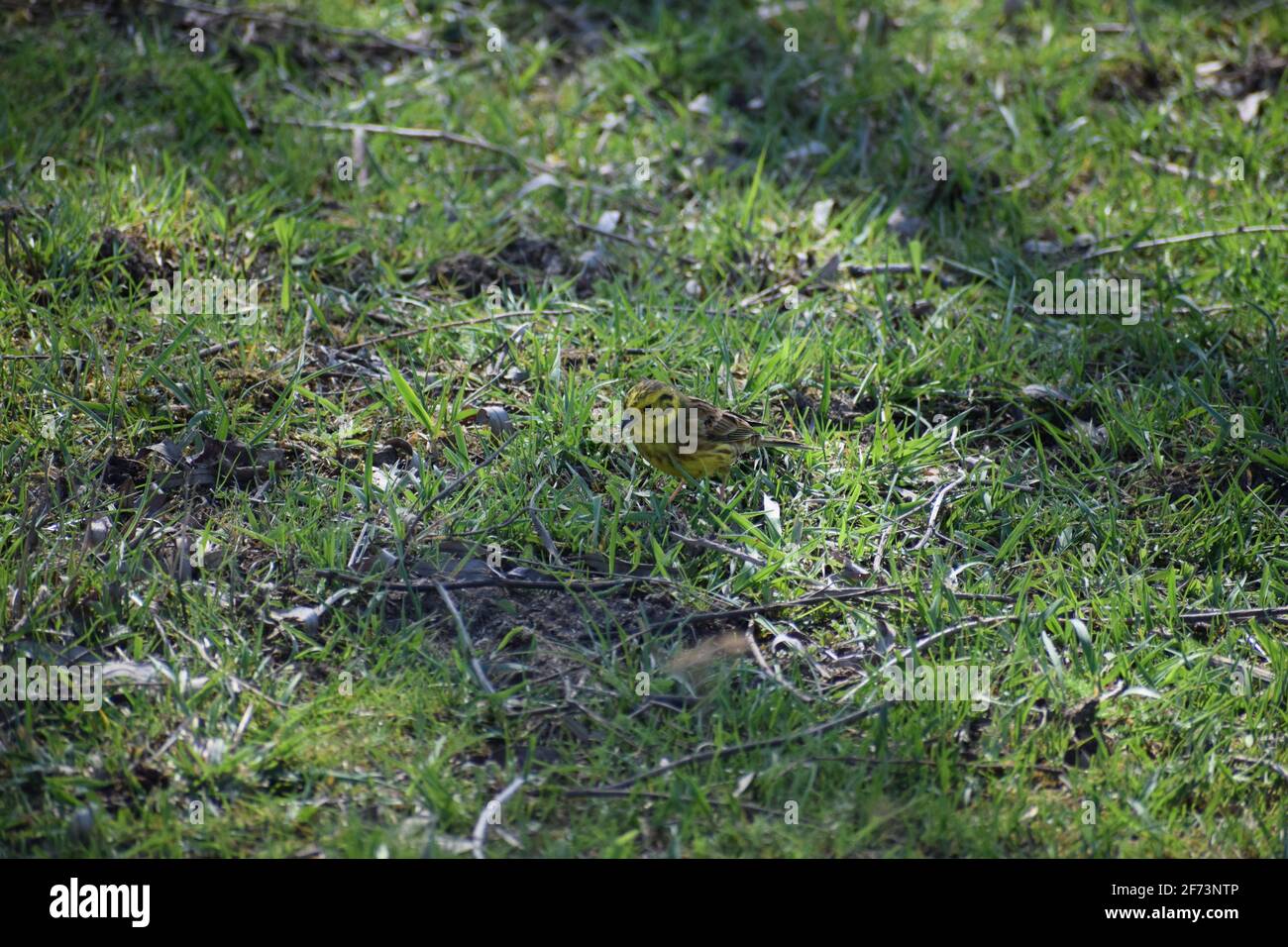 Serin grass hi-res stock photography and images - Alamy
