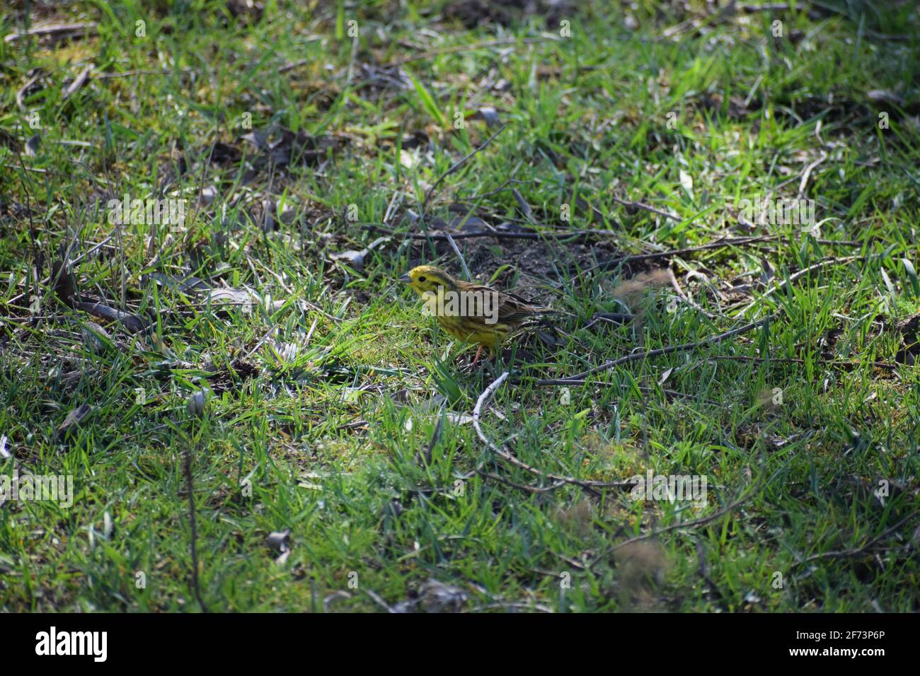 Serin grass hi-res stock photography and images - Alamy