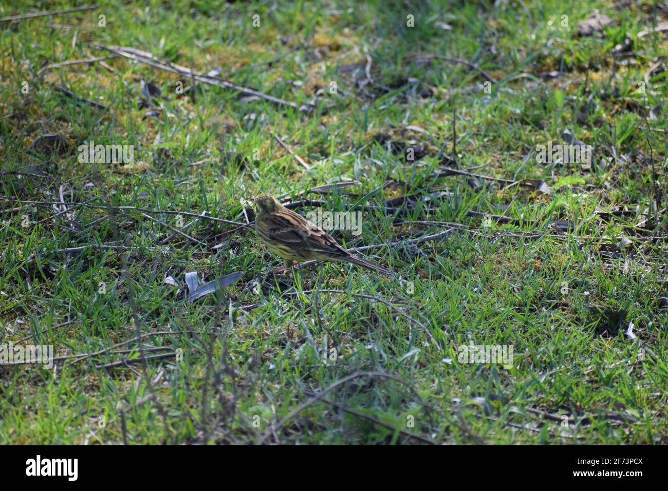 Serin grass hi-res stock photography and images - Alamy