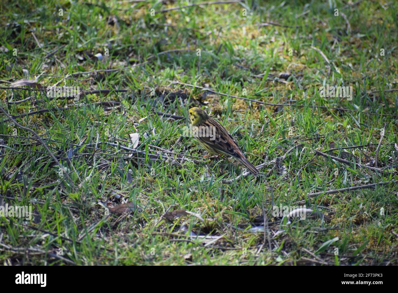 Serin grass hi-res stock photography and images - Alamy