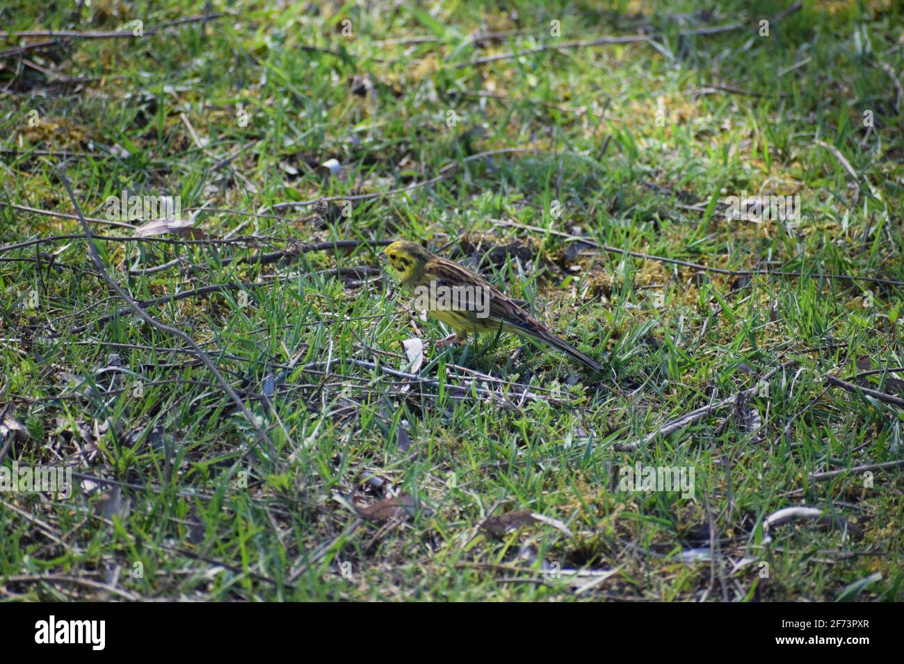 Serin grass hi-res stock photography and images - Alamy