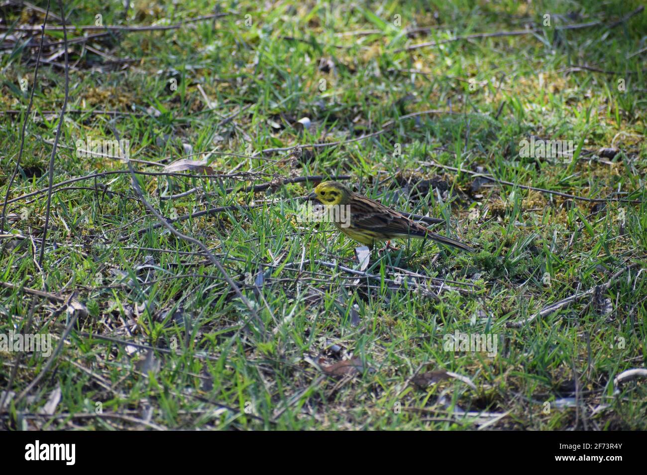 Serin grass hi-res stock photography and images - Alamy
