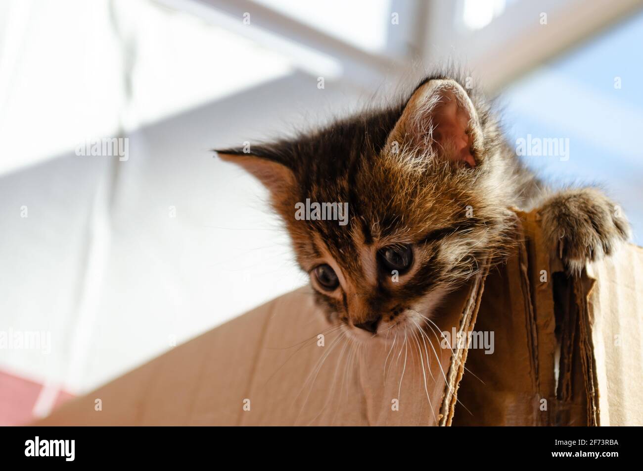 Cute kitten climbing from a box Stock Photo - Alamy