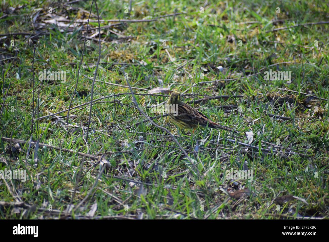 Serin grass hi-res stock photography and images - Alamy