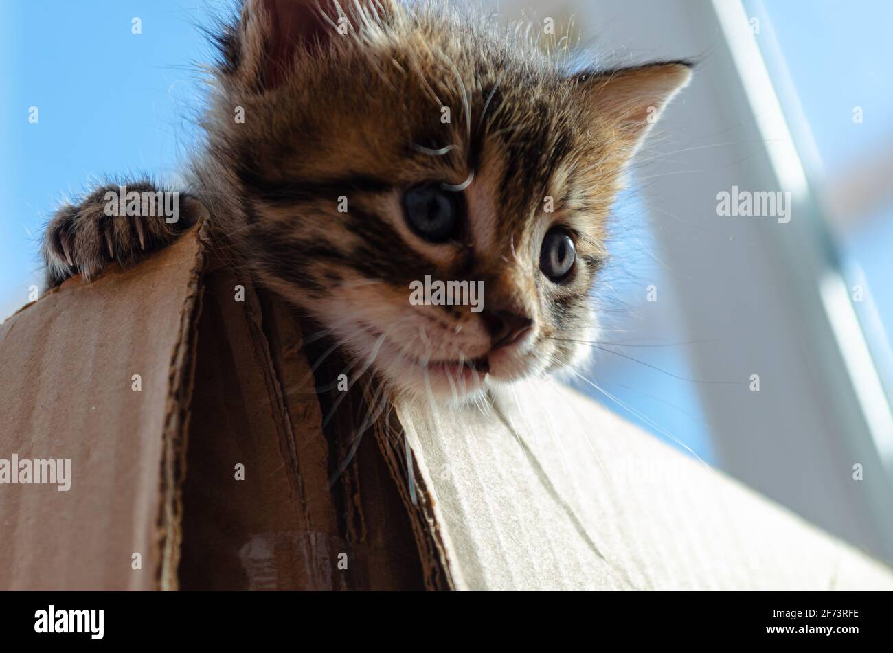Cute kitten climbing from a box Stock Photo - Alamy