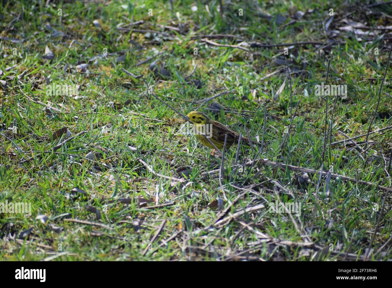 Serin grass hi-res stock photography and images - Alamy