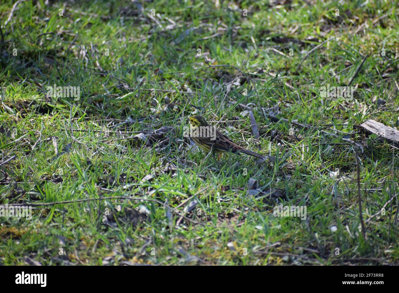 Serin grass hi-res stock photography and images - Alamy
