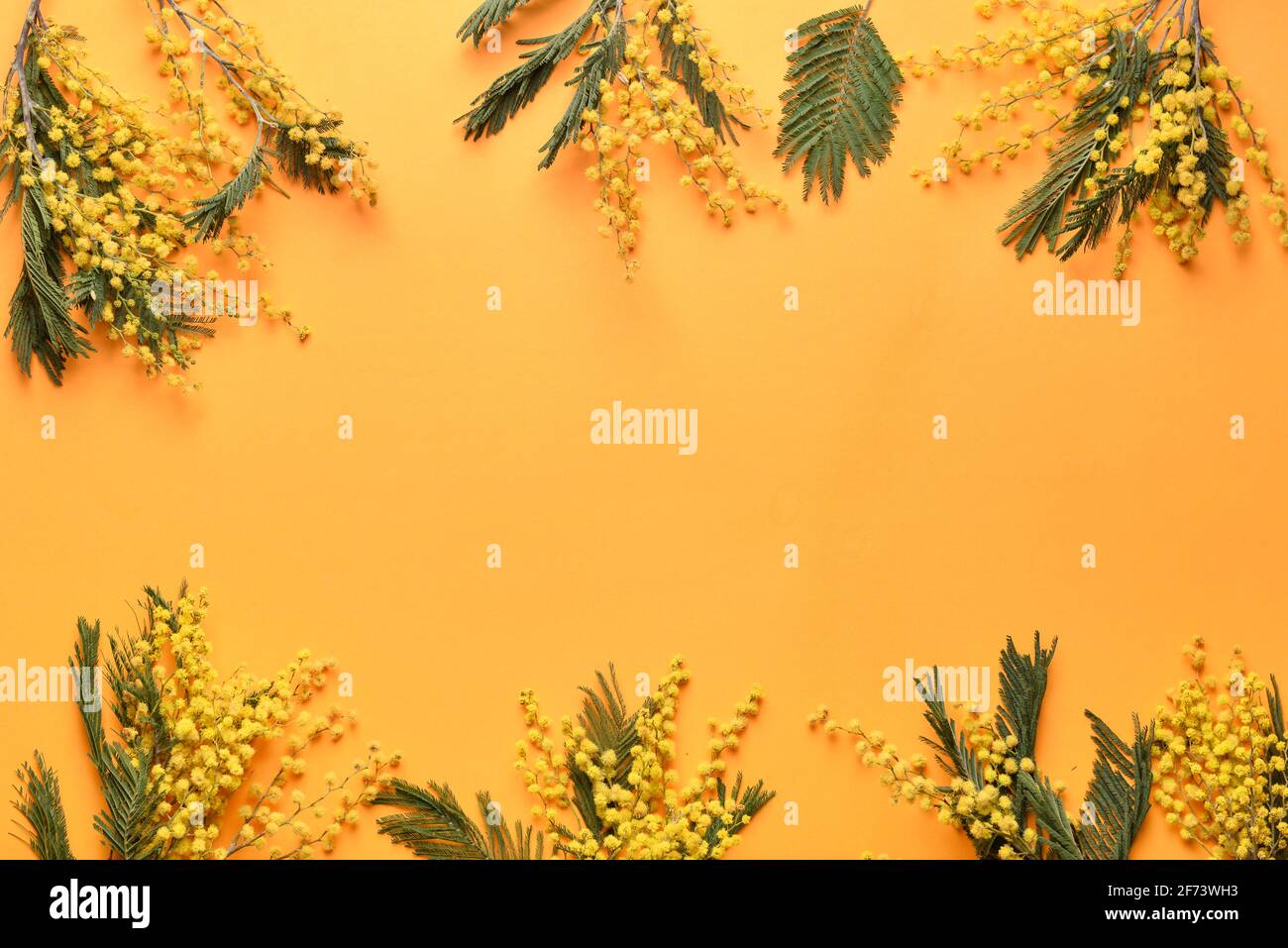 Beautiful mimosa flowers on color background Stock Photo - Alamy