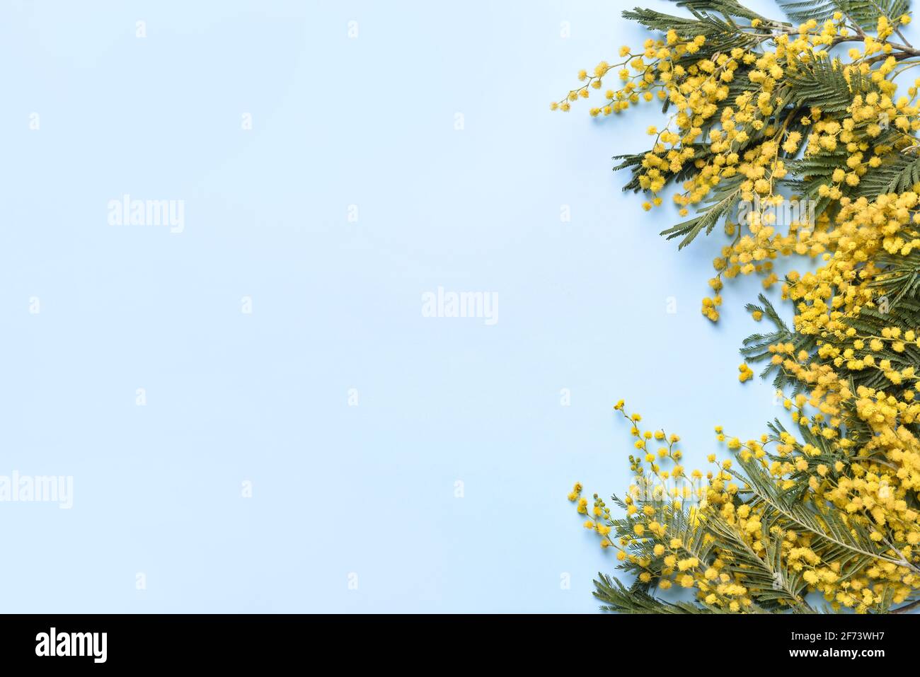 Beautiful mimosa flowers on color background Stock Photo - Alamy