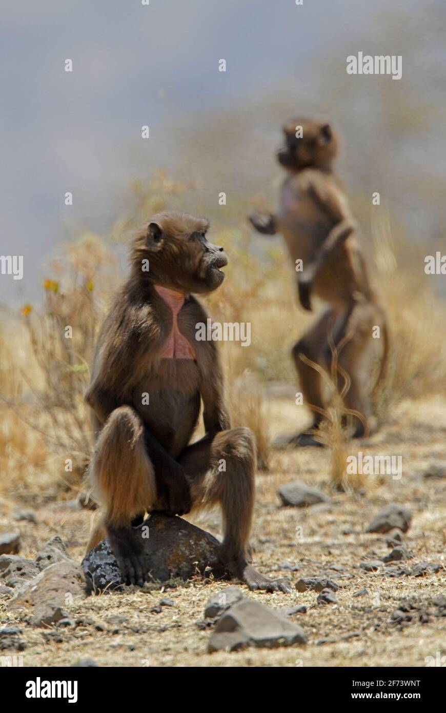 Gelada (Theropithecus gelada) two adolescents on rocky hillside Debre ...