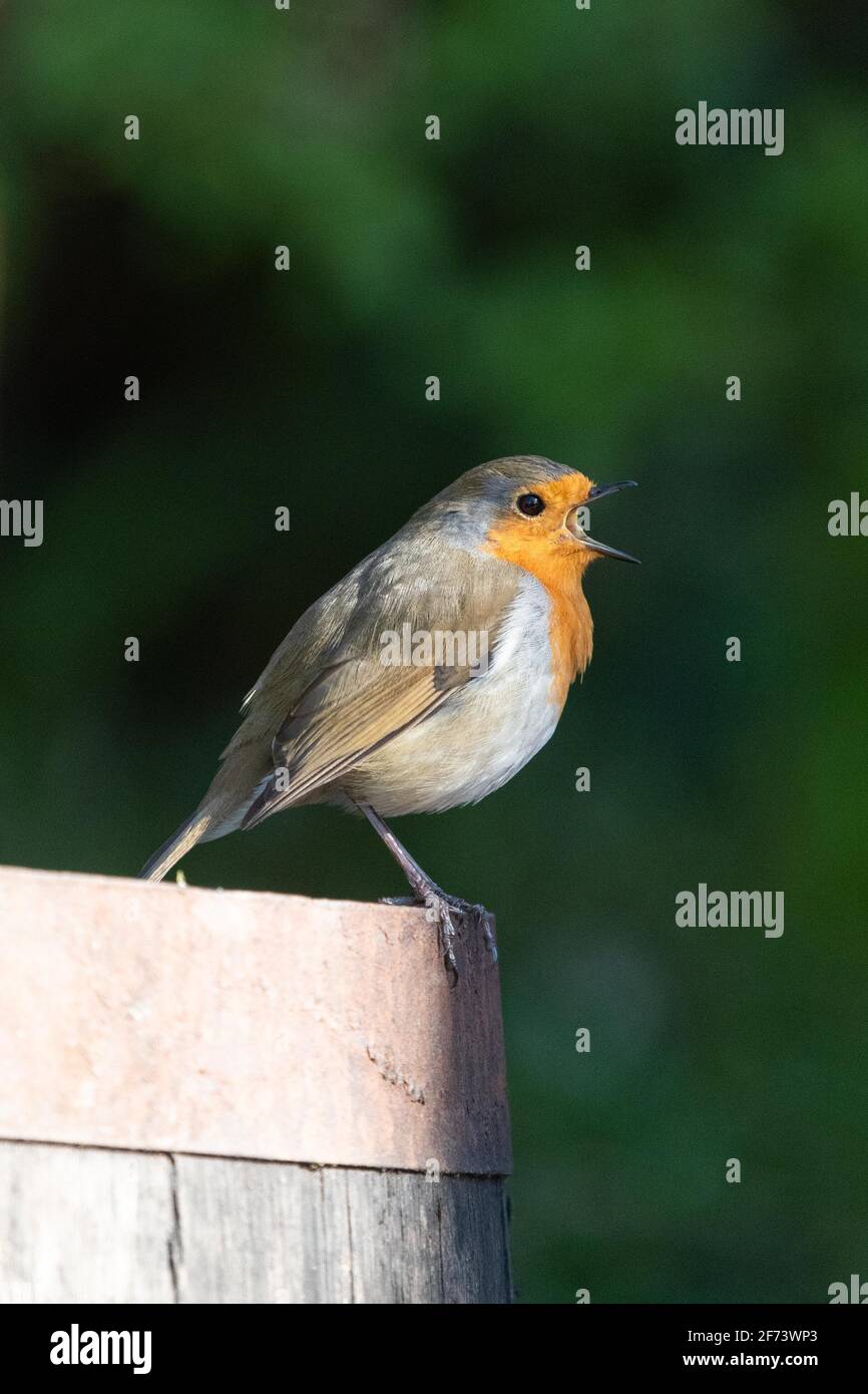 Singing robin hi-res stock photography and images - Alamy