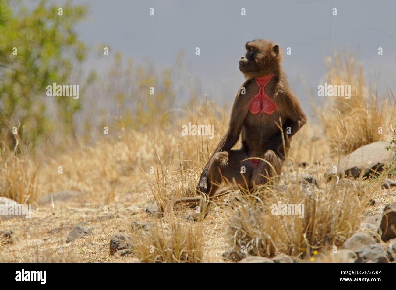 Gelada (Theropithecus gelada) female sitting on hillside Debre Libanos ...