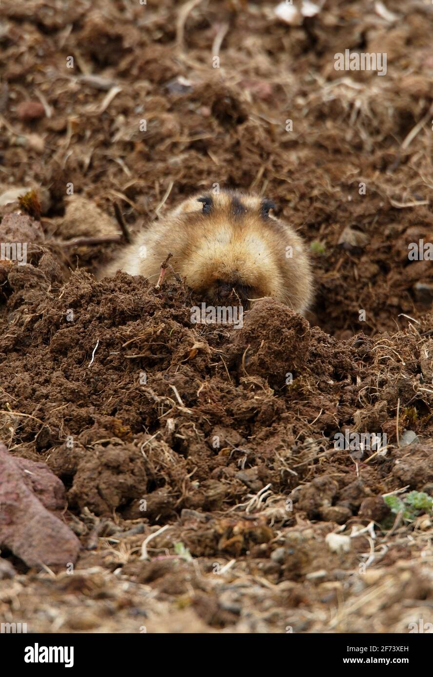 Root rat hi-res stock photography and images - Alamy