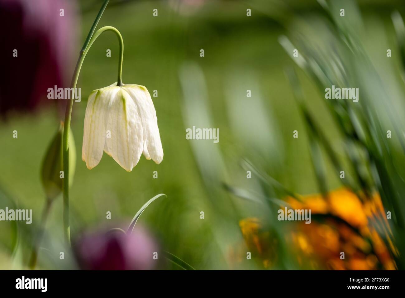 White chequered Snake's Head Fritillary flowers grow in the grass ...