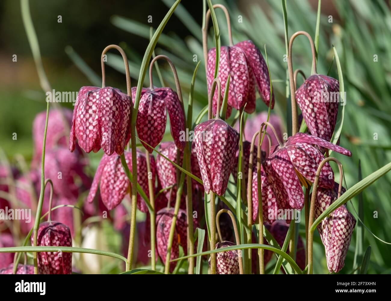 Purple chequered Snake's Head Fritillary flowers grow in the grass ...