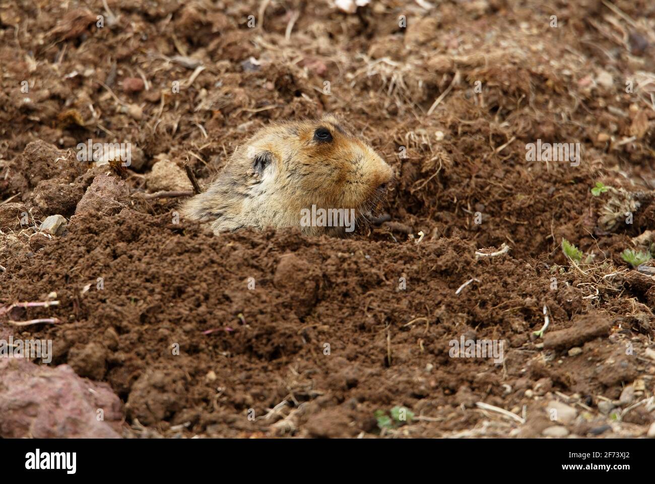 Giant Root-rat (Tachyoryctes macrocephalus hecki) adult looking out ...