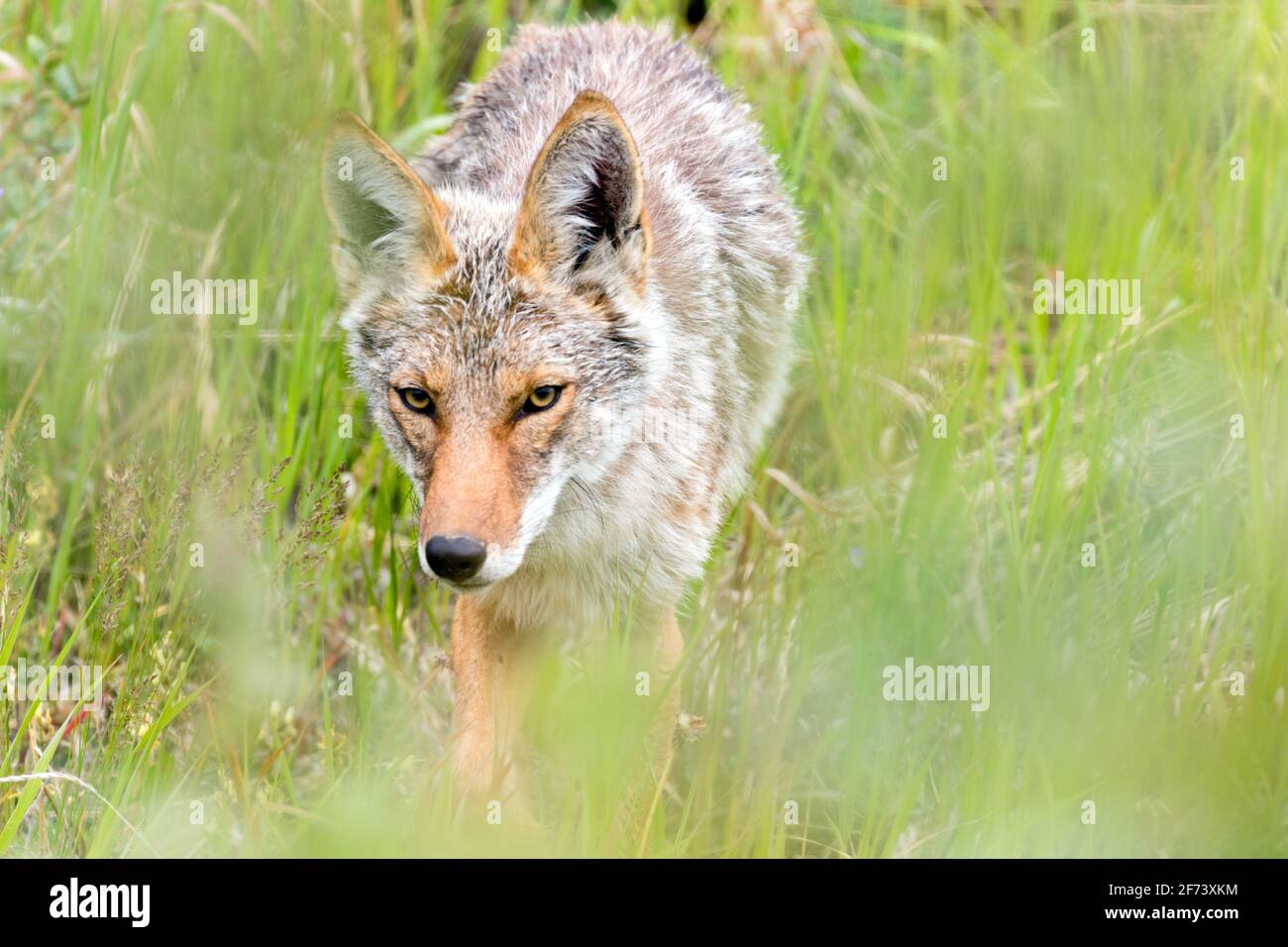 Coyote located in the Yukon Territory, Canada Stock Photo - Alamy