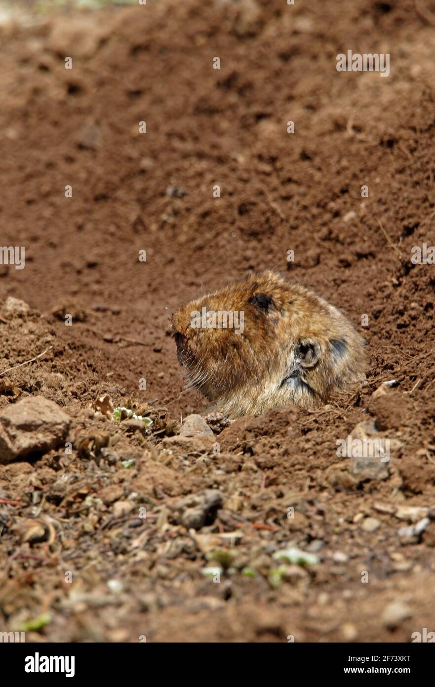 Giant Root-rat (Tachyoryctes macrocephalus hecki) adult looking out ...
