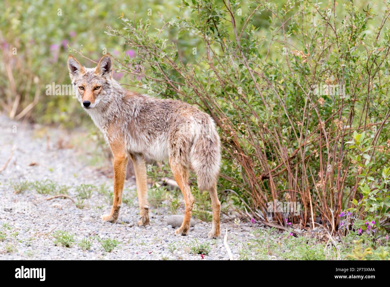 Coyote located in the Yukon Territory, Canada Stock Photo - Alamy