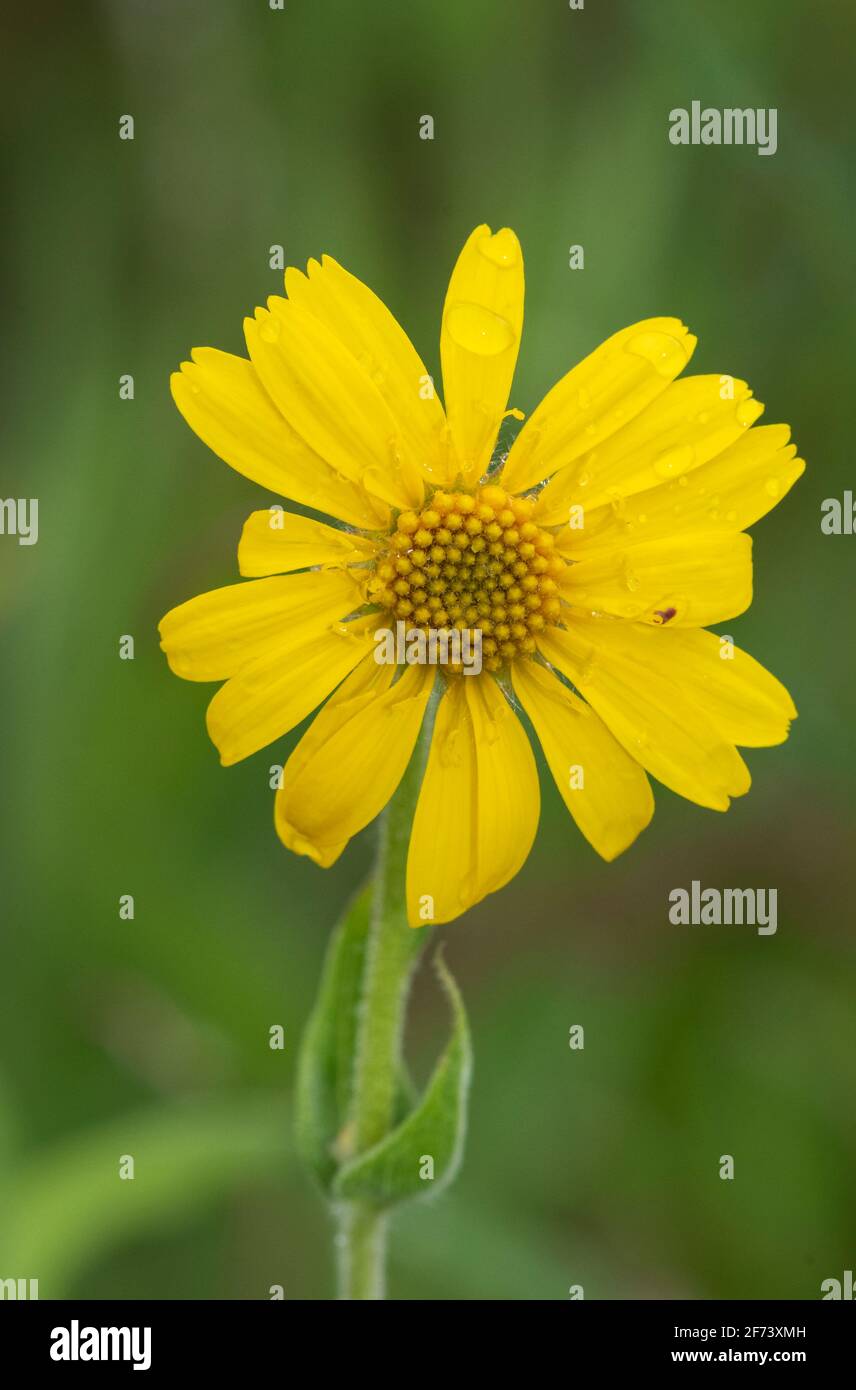 North America; United States; Alaska; Plants; Wildflowers; Alpine ...