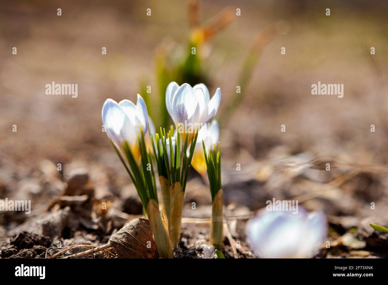 Background with a family of white-blue crocuses in the rays of the ...