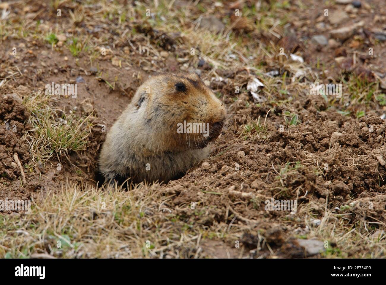 Giant Root-rat (Tachyoryctes macrocephalus hecki) adult looking out ...