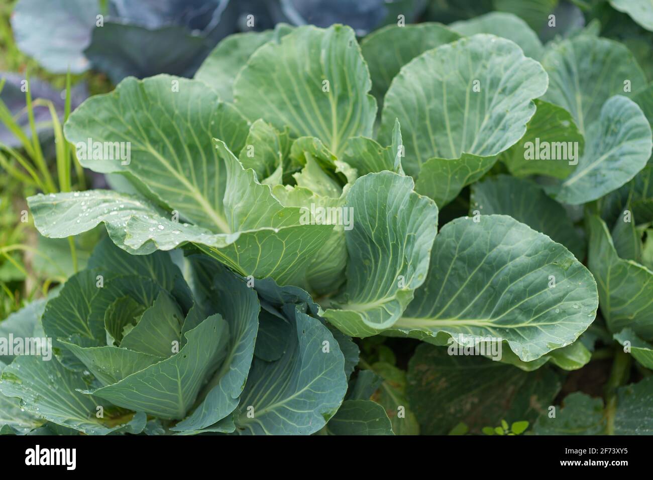 Fresh young heads of green cabbage (Brassica oleracea) with lots of ...