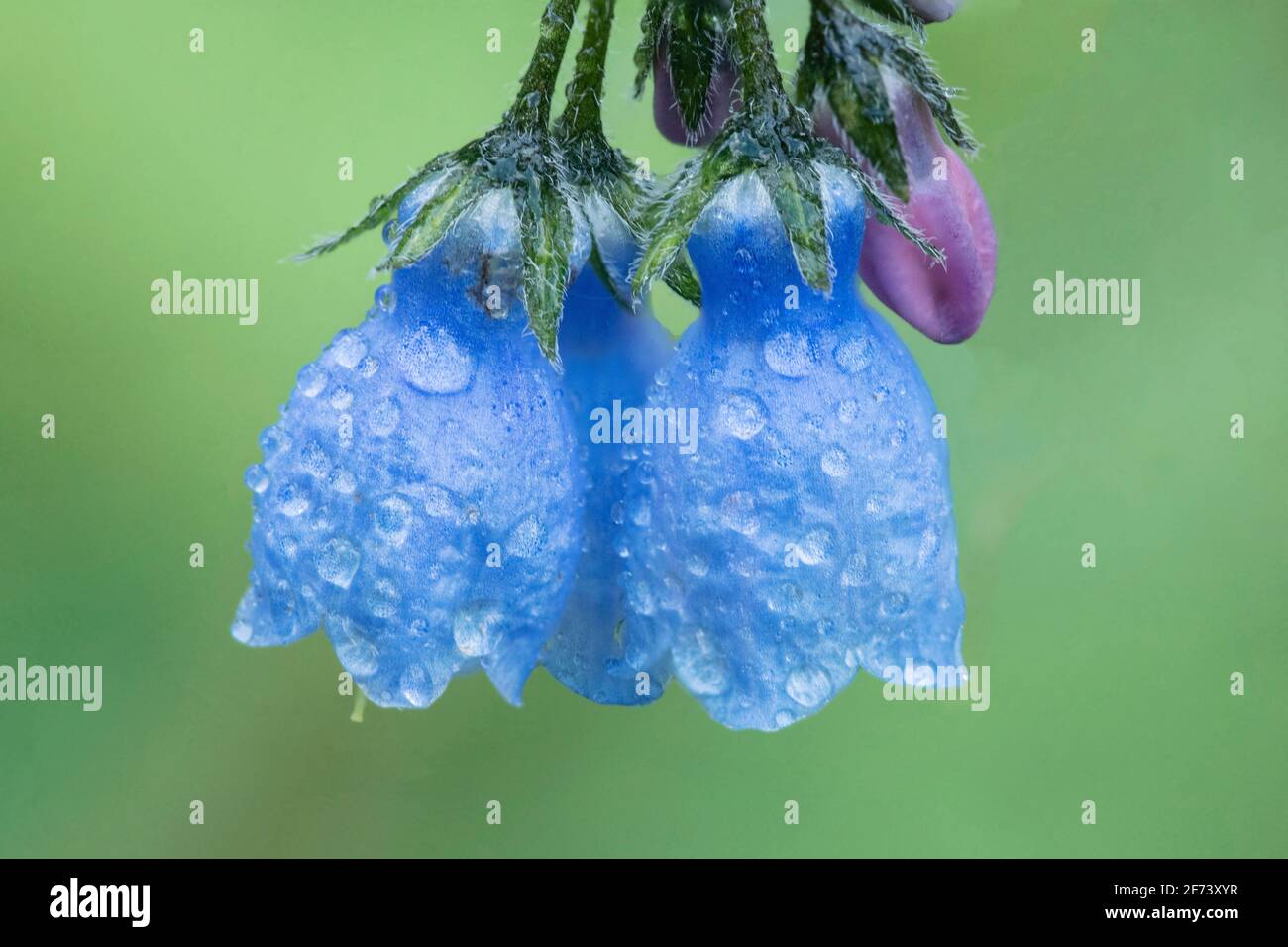 North America; United States; Alaska; Alaska Range Mountains; Denali ...