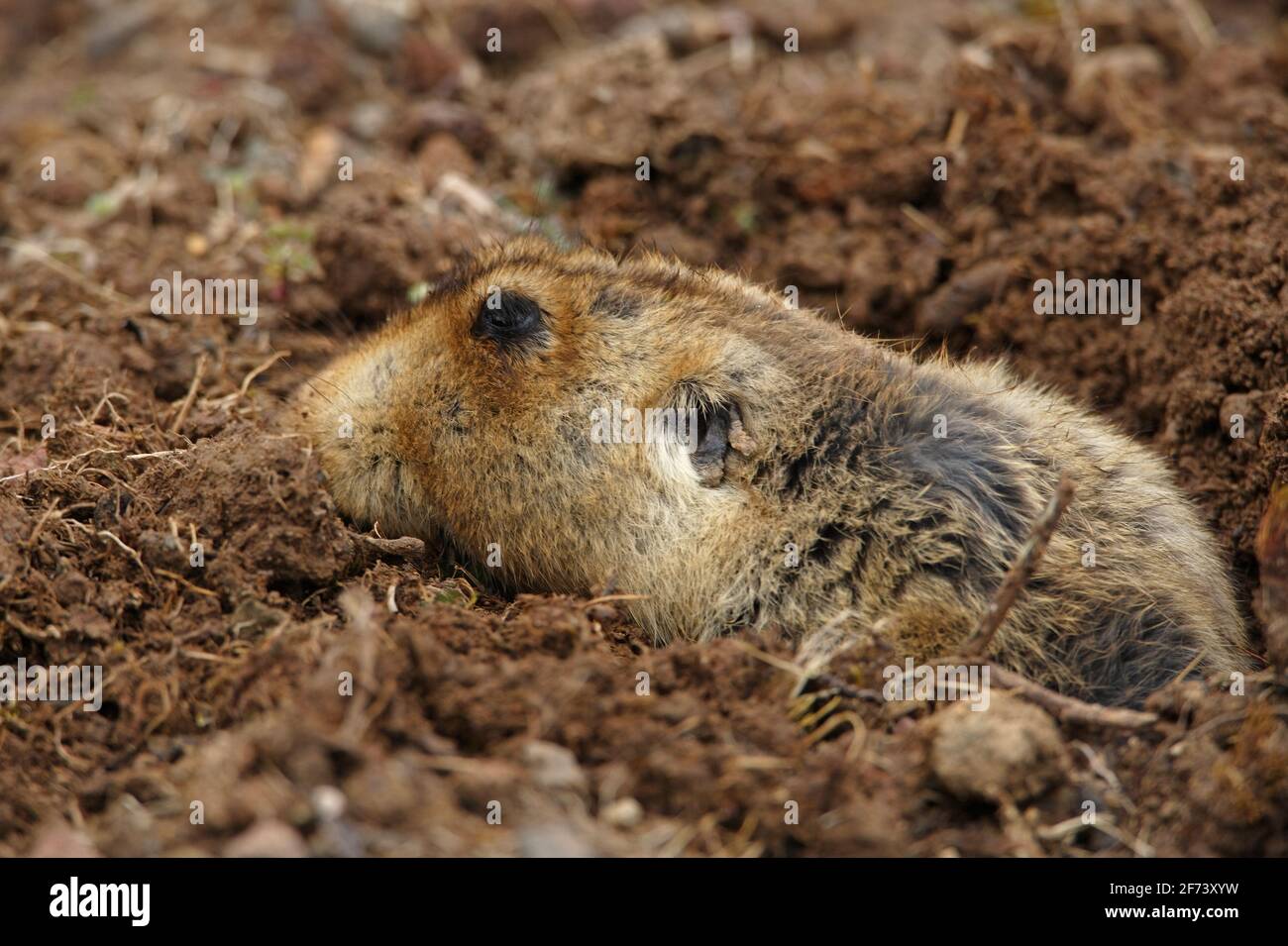 Giant mole rat hi-res stock photography and images - Alamy