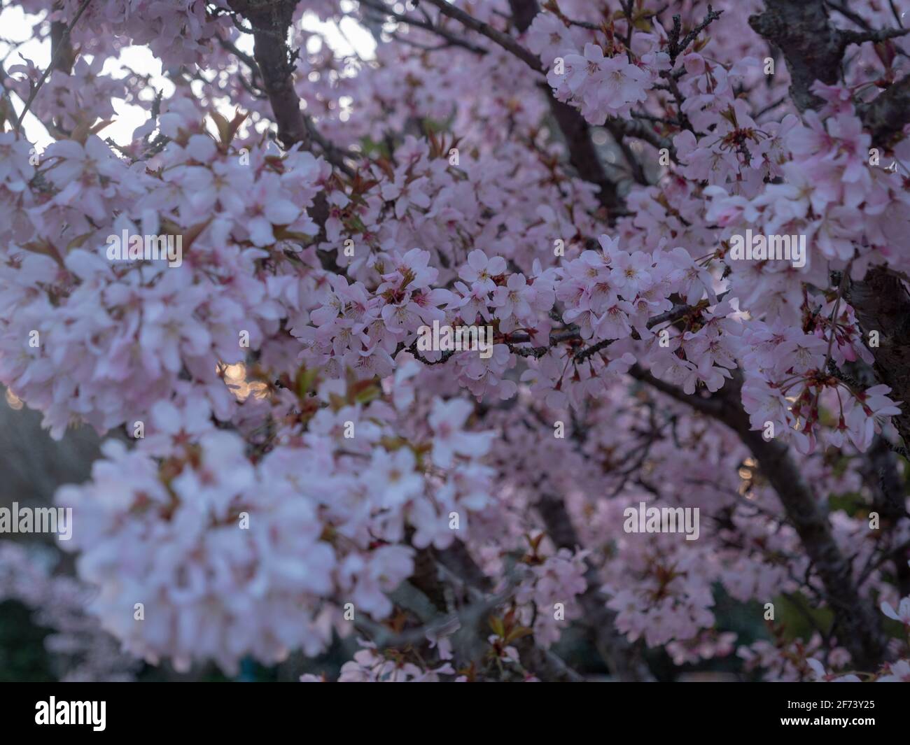 Pink flowering ornamental cherry tree Stock Photo - Alamy