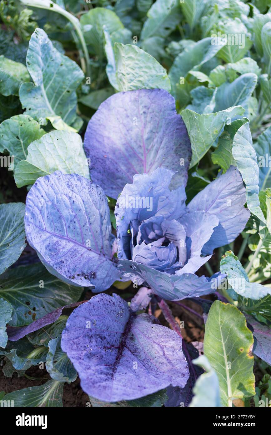 Fresh young heads of green and red cabbage (Brassica oleracea) with ...