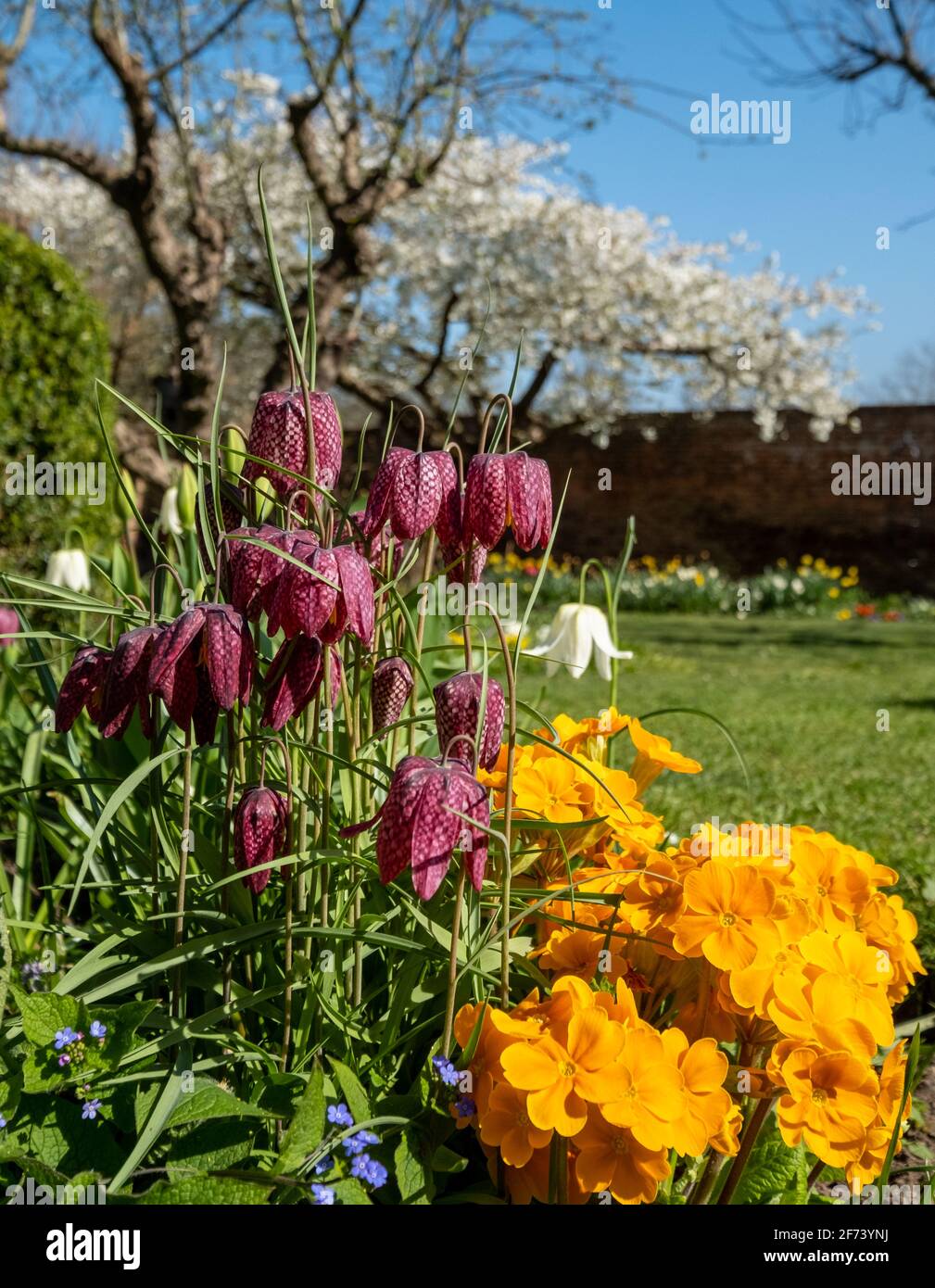 Purple chequered Snake's Head Fritillary flowers grow in the grass ...