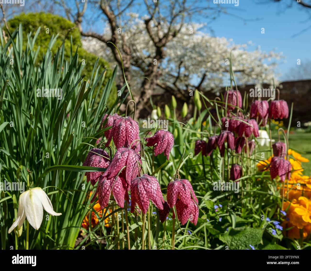 Purple chequered Snake's Head Fritillary flowers grow in the grass ...