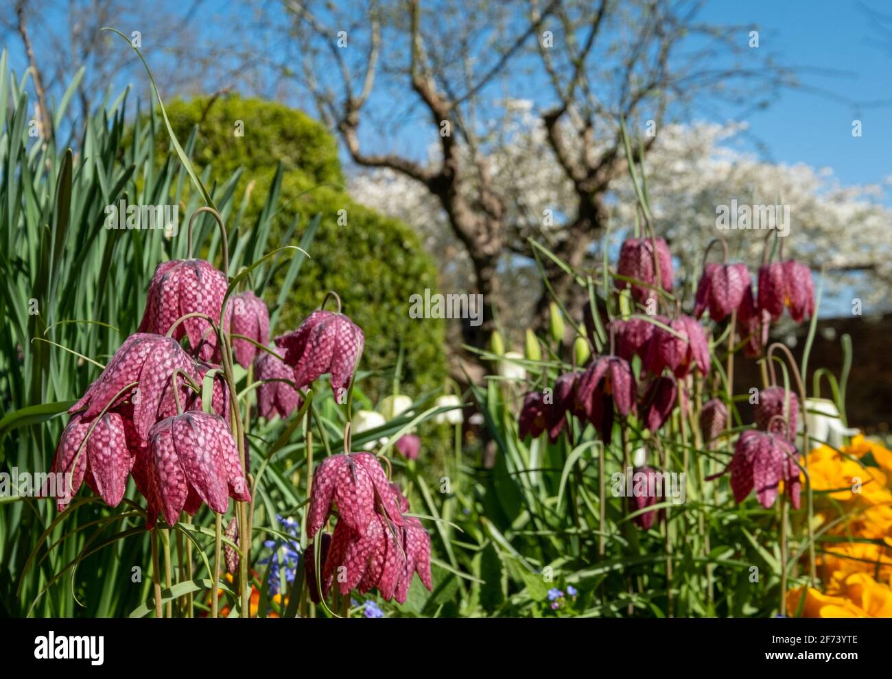 Purple chequered Snake's Head Fritillary flowers grow in the grass ...