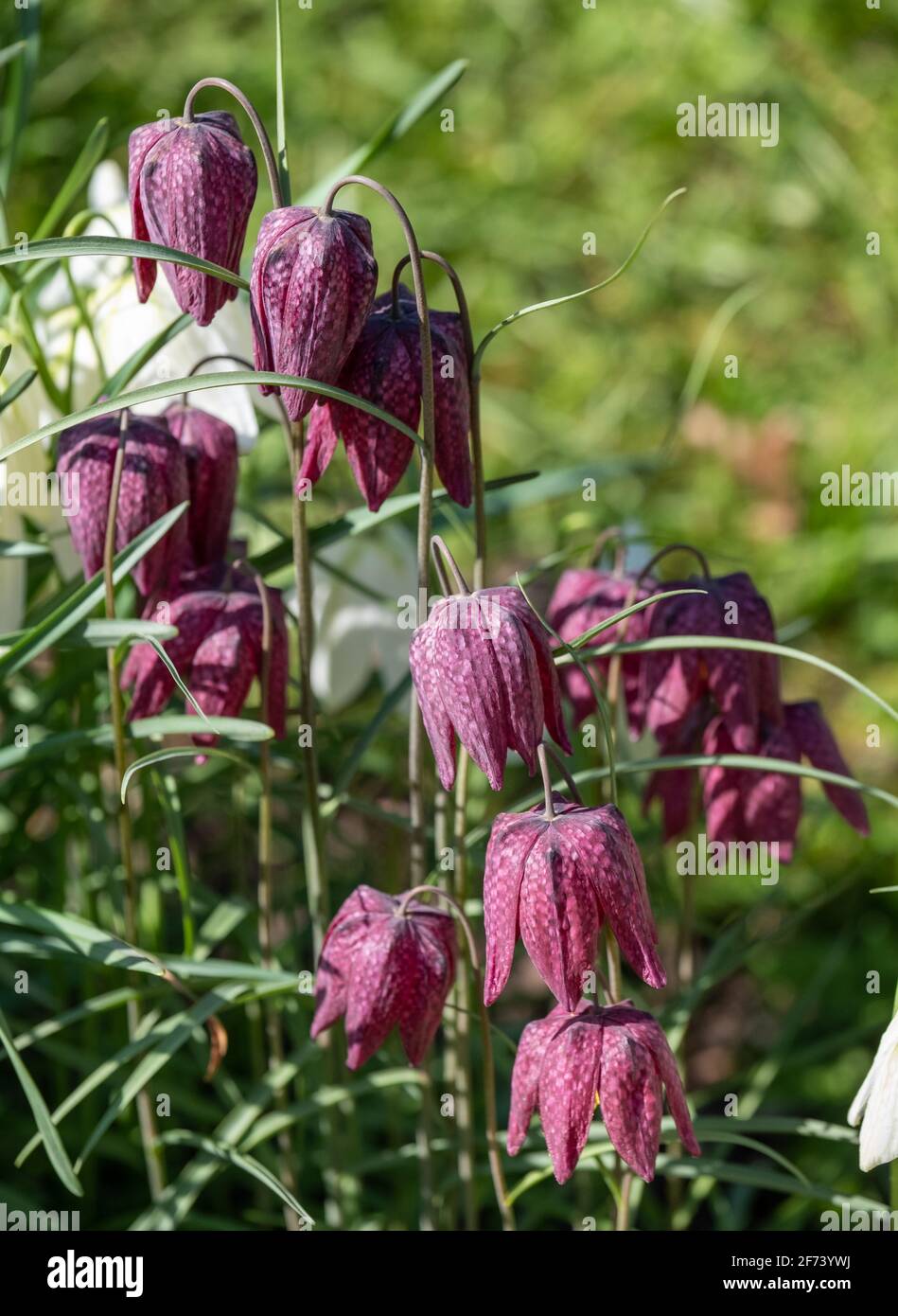 Purple chequered Snake's Head Fritillary flowers grow in the grass ...