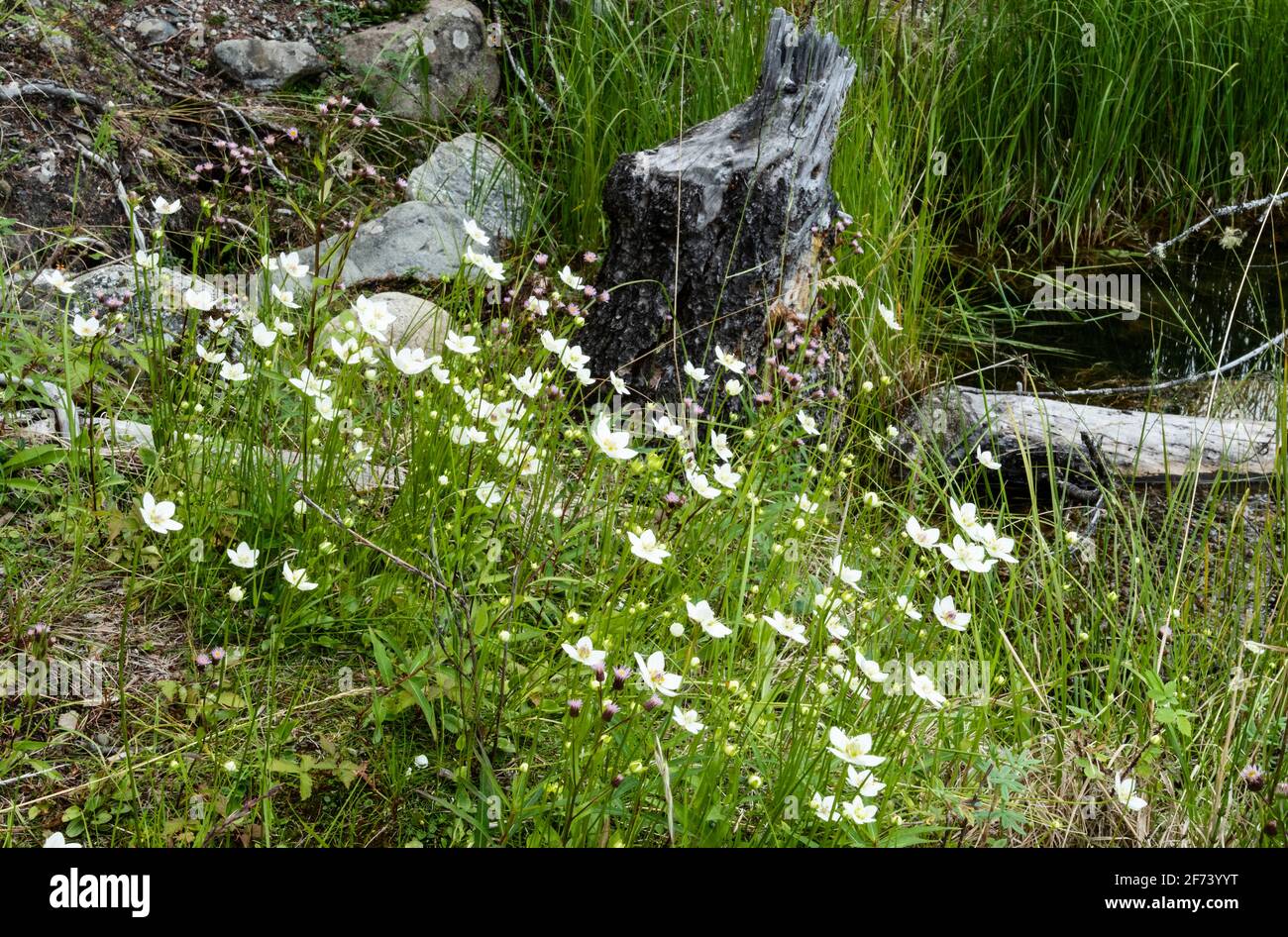 North America; United States; Alaska; Denali National Park; Plants ...