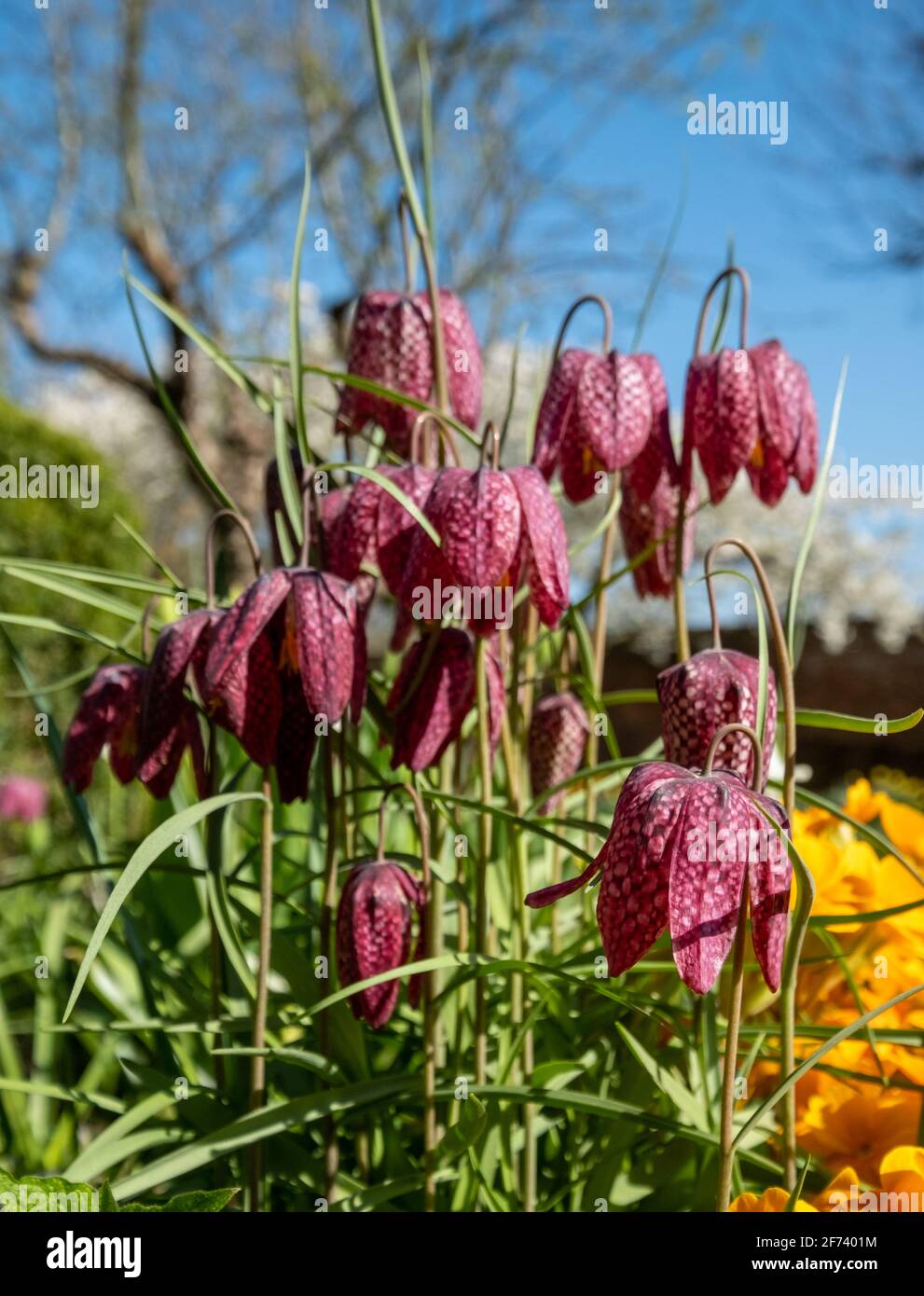 Purple chequered Snake's Head Fritillary flowers grow in the grass ...