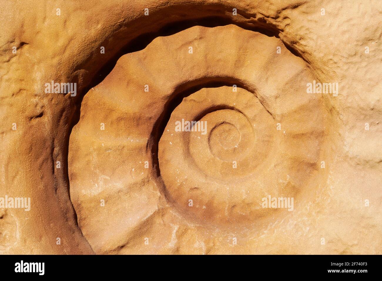Clay imprint of a large ammonite. Fossils as a brown background Stock ...