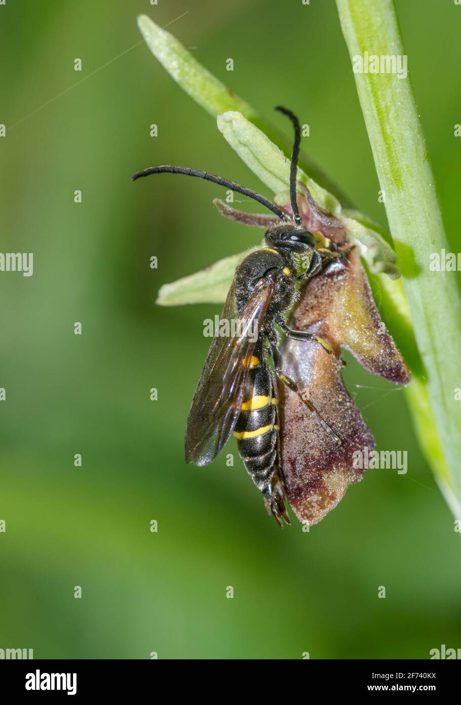 Wasp orchid uk hi-res stock photography and images - Alamy