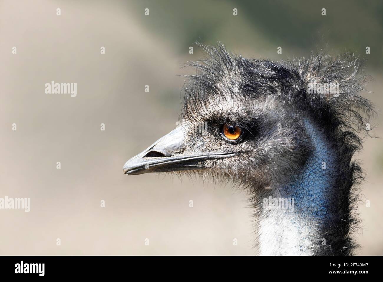Portrait of an emu. Large flightless ratite from Australia. Dromaius ...