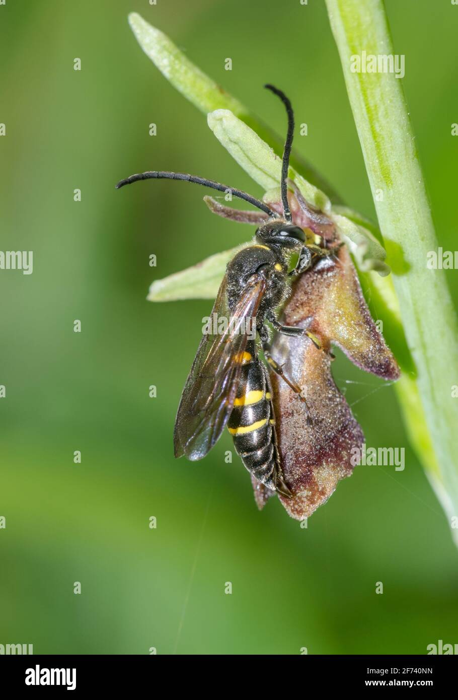Insectifera hi-res stock photography and images - Alamy