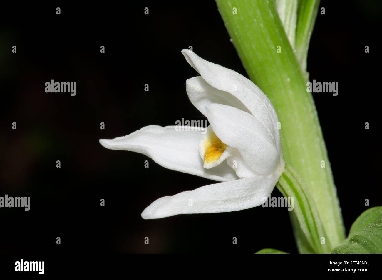 Flower of Sword-leaved Helleborine Orchid (Cephalanthera longifolia ...