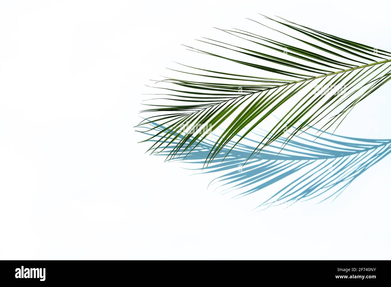 Blue sea palm tree Cut Out Stock Images & Pictures - Alamy