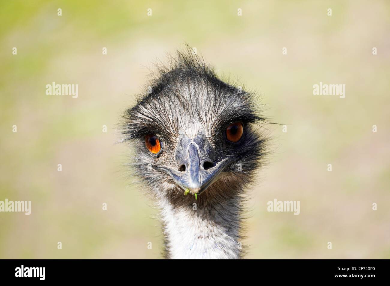 Emu bird from australia emu hi-res stock photography and images - Alamy