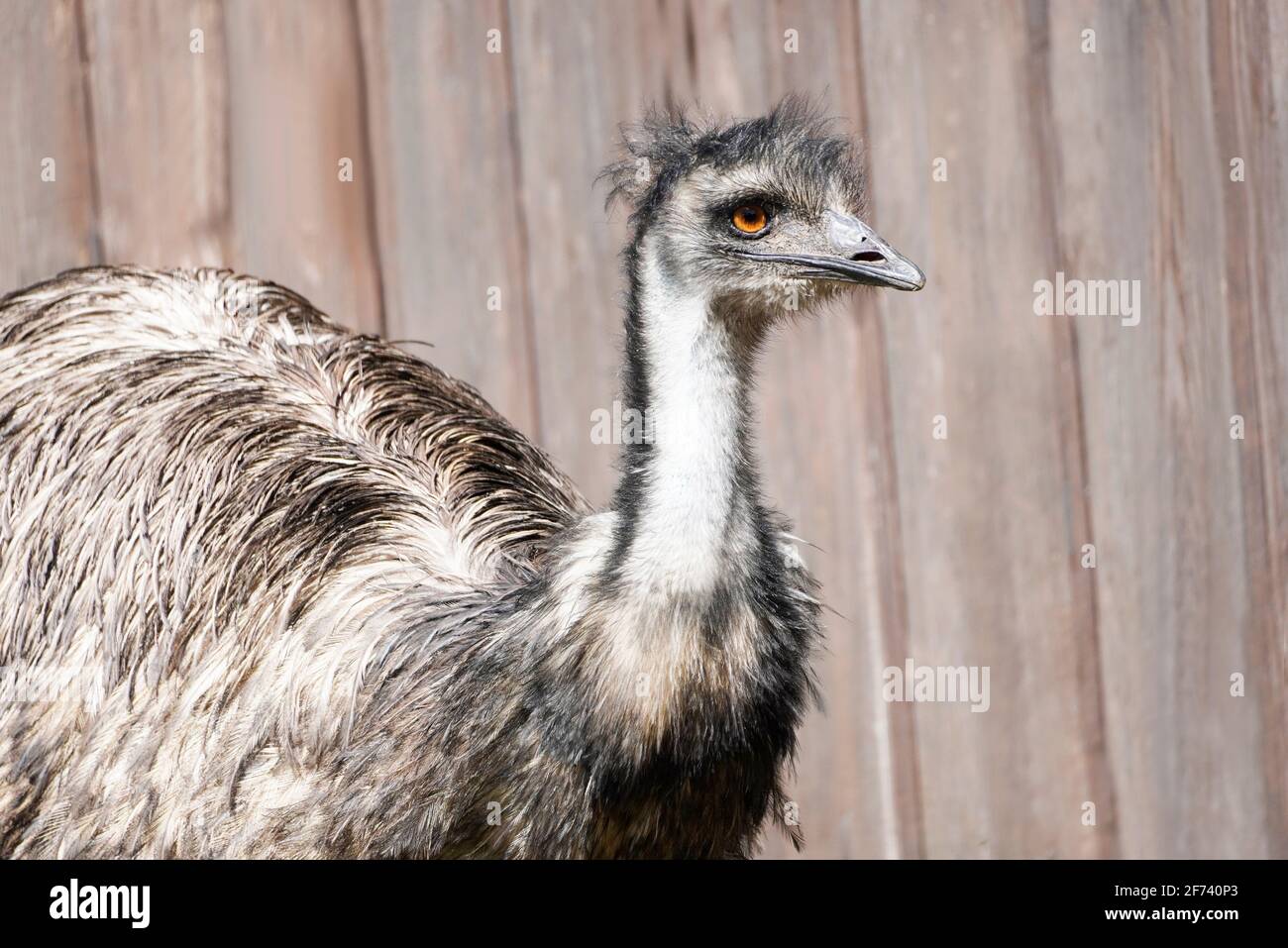 Portrait of an emu. Large flightless ratite from Australia. Dromaius ...