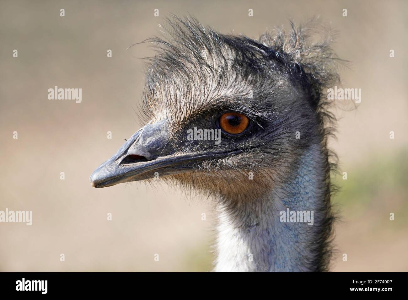 Portrait of an emu. Large flightless ratite from Australia. Dromaius ...