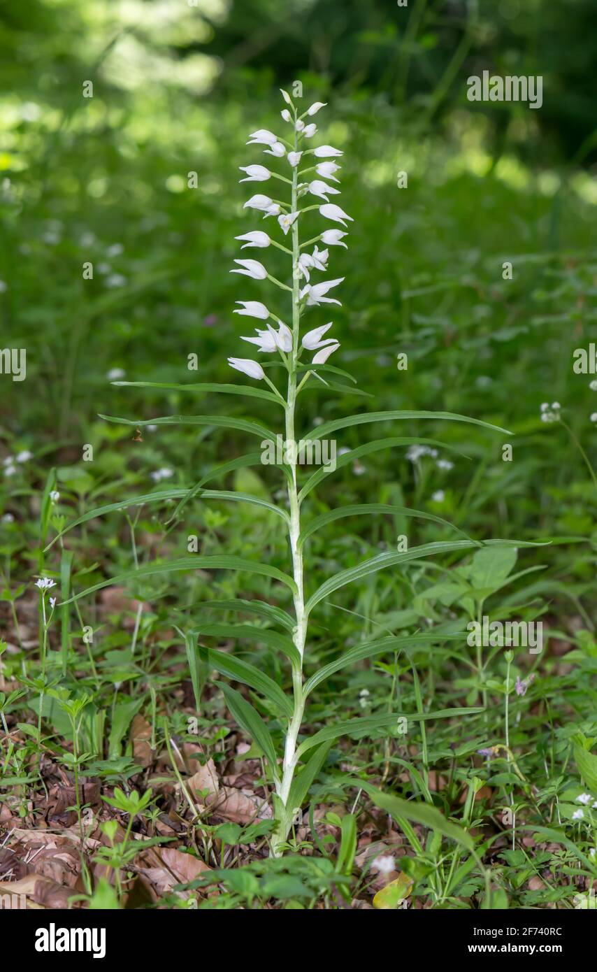 Cephalanthera longifolia hi-res stock photography and images - Alamy