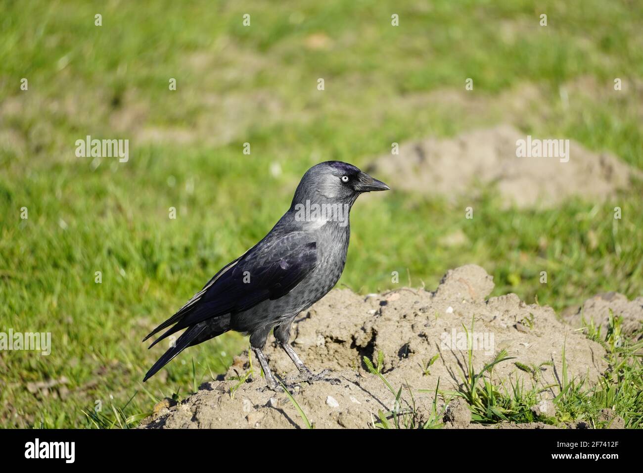 Jackdaw on a green meadow. Bird with gray black plumage. Corvus ...