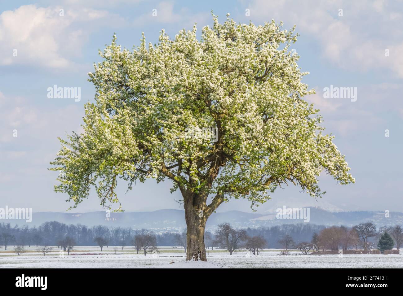Climate change scene of spring summer tree in winter landscape. Global ...