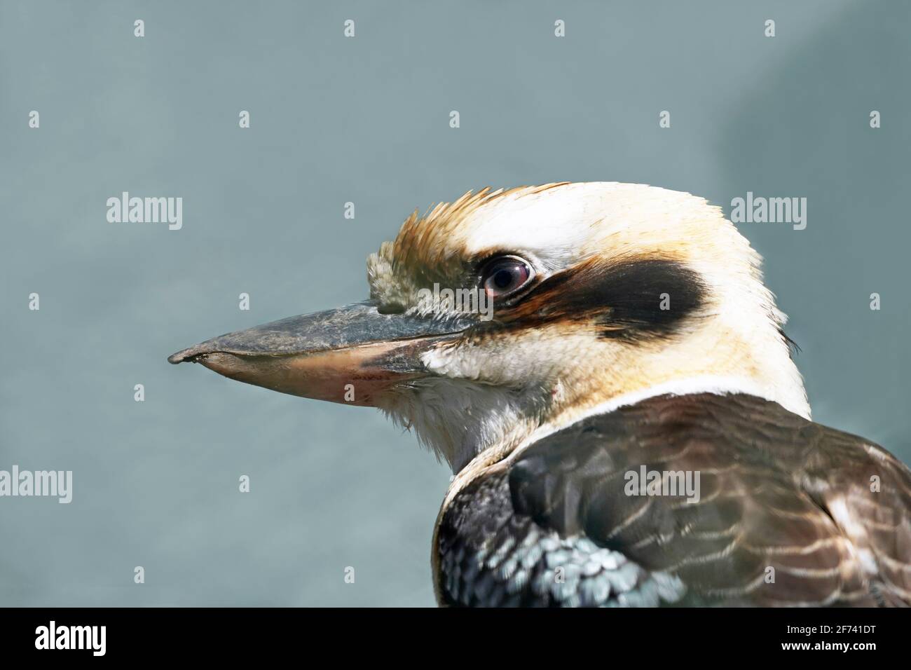 Side Portrait of a laughing Kookaburra. Rare species of birds.Dacelo ...